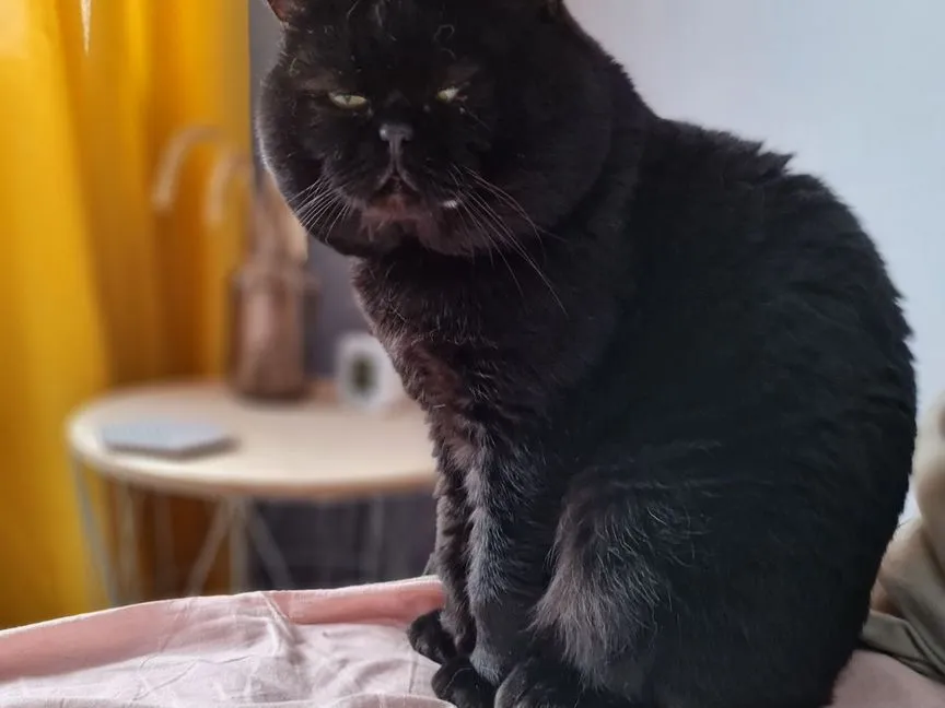 Британские котята