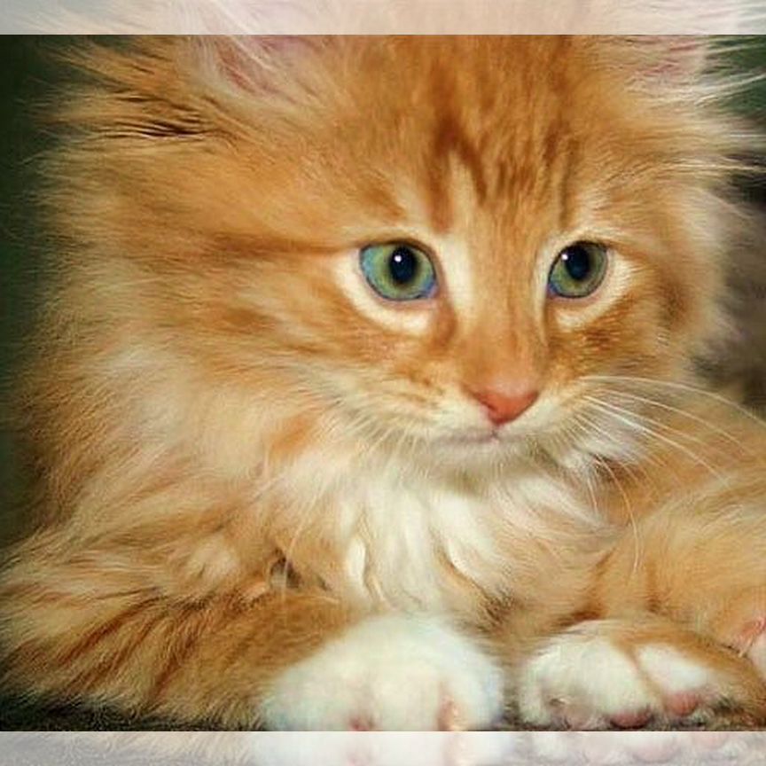 Сибирский котёнок