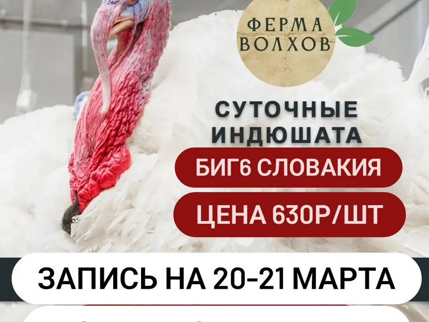 Индюки индюшата биг6 словакия Волхов