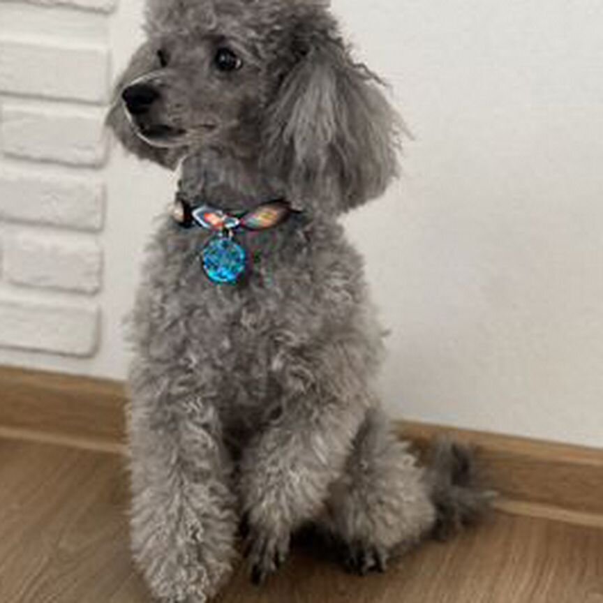 Той-пудель, щенок