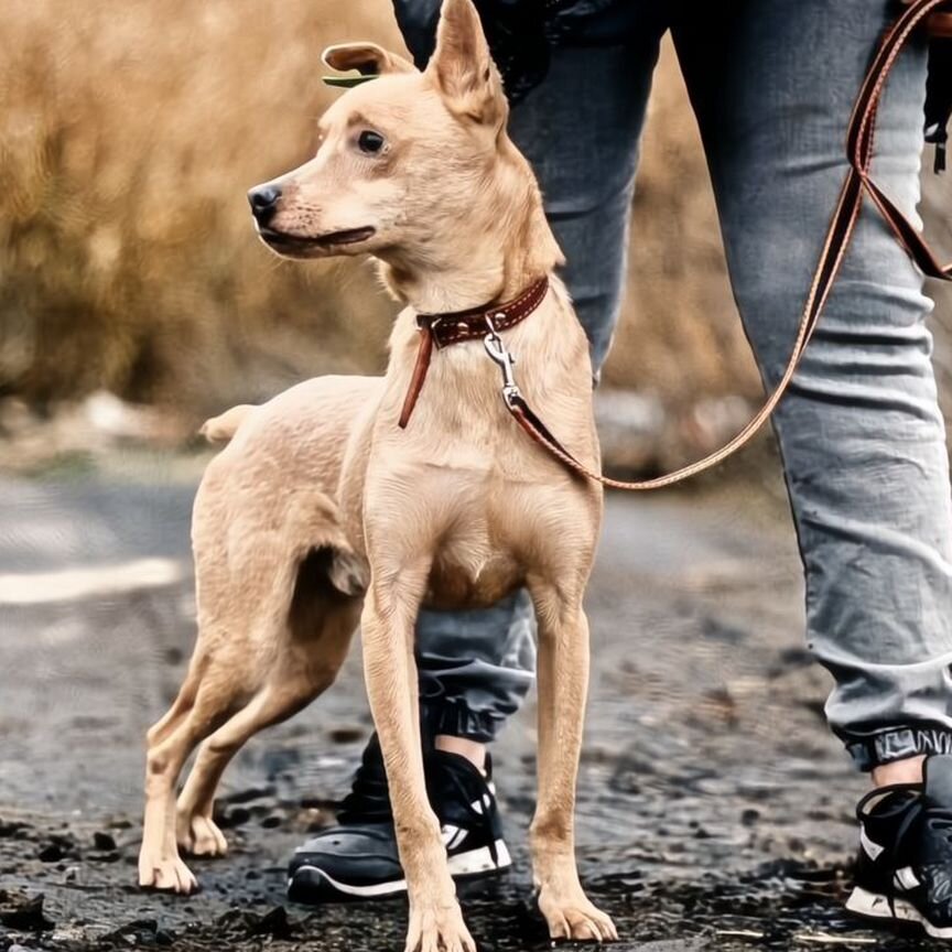 Взрослая собака в добрые руки