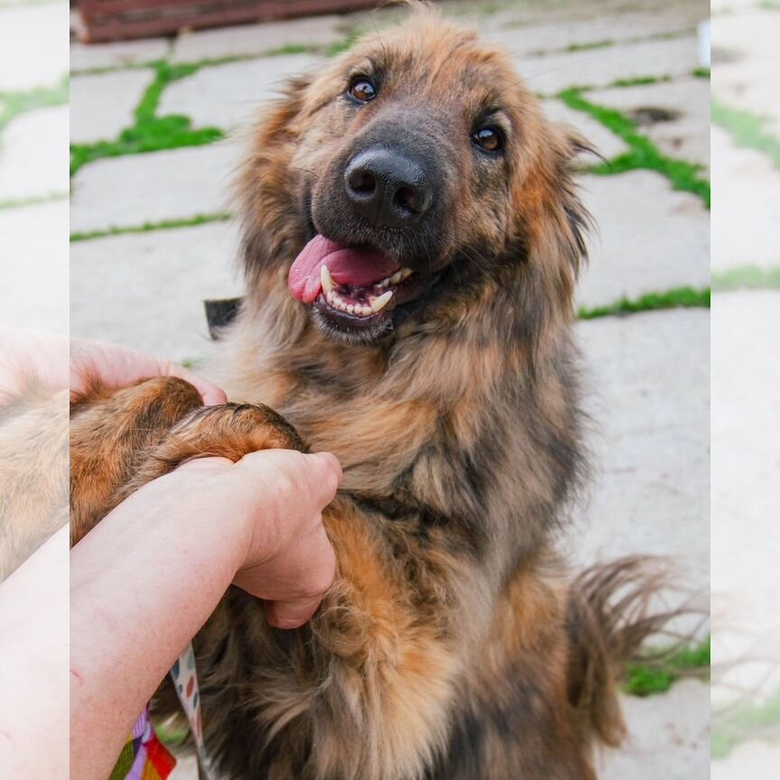 Собака в добрые руки