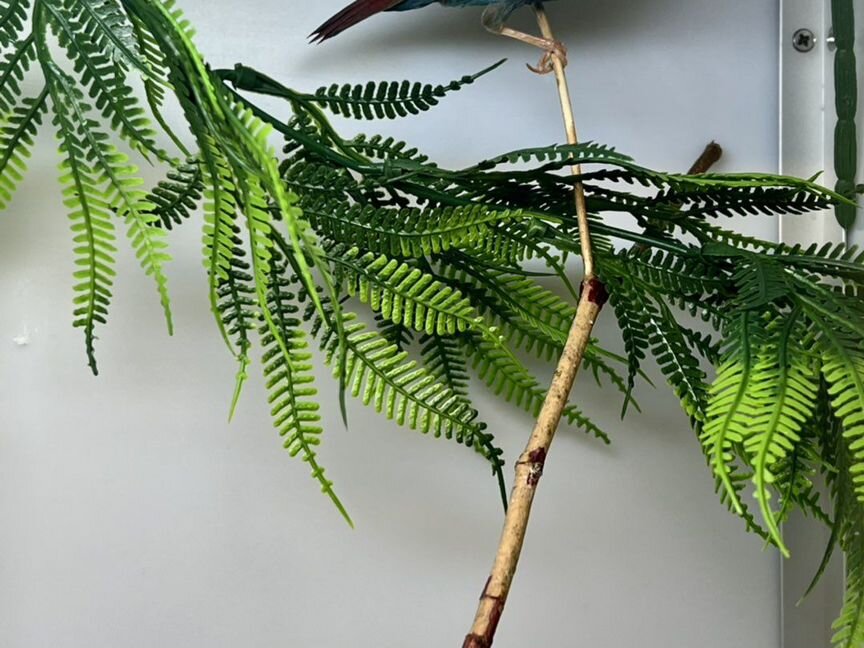 Трехцветная амадина, или попугайная амадина