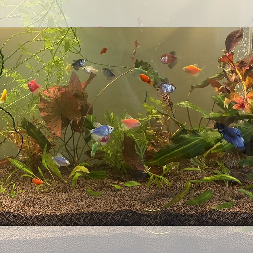 Аквариумные рыбки тернеции Глофиш