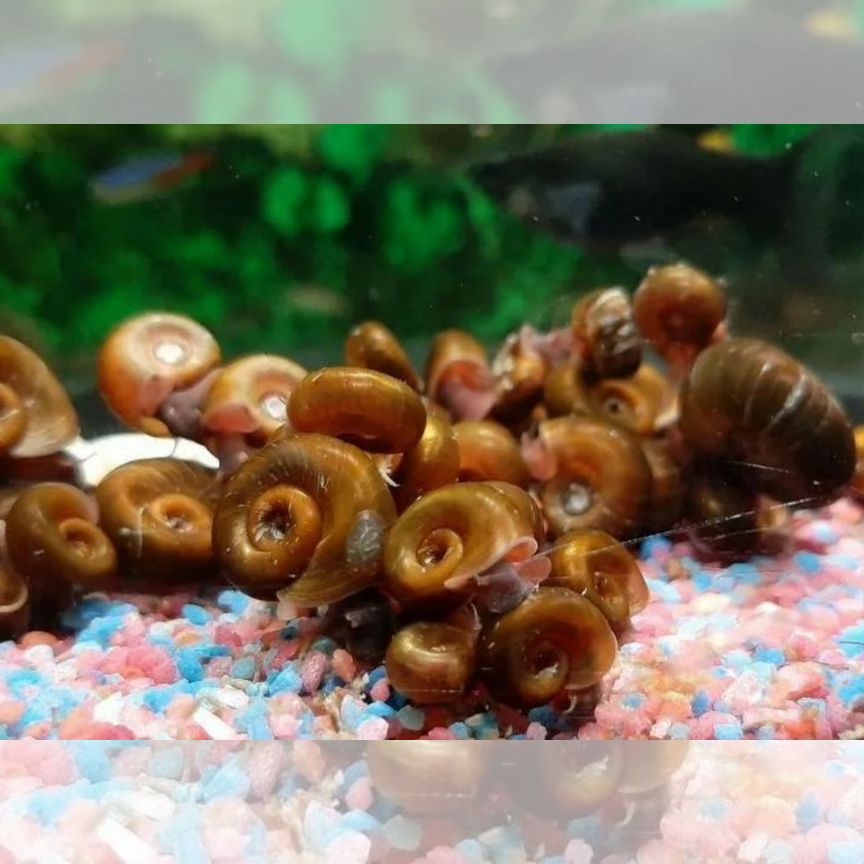 Отдам Улитки катушки