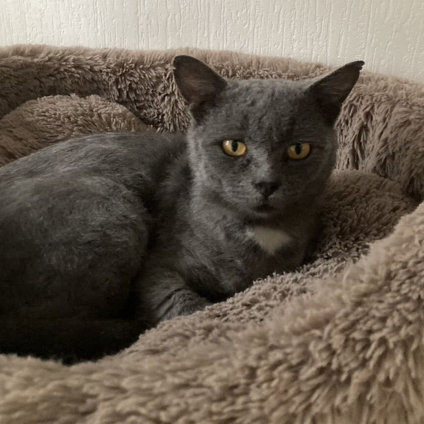 Котику нужен хозяин