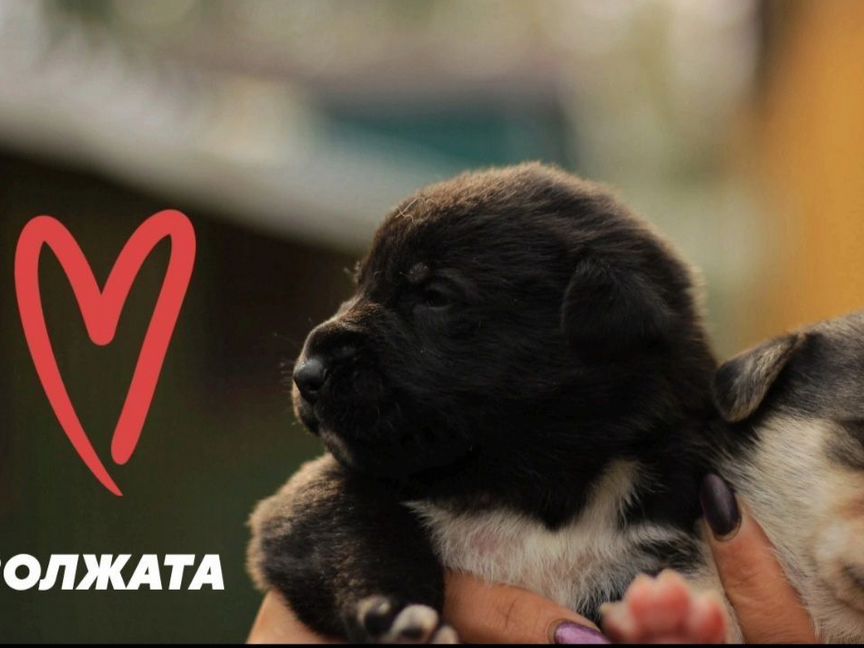 Собака в добрые руки щенок