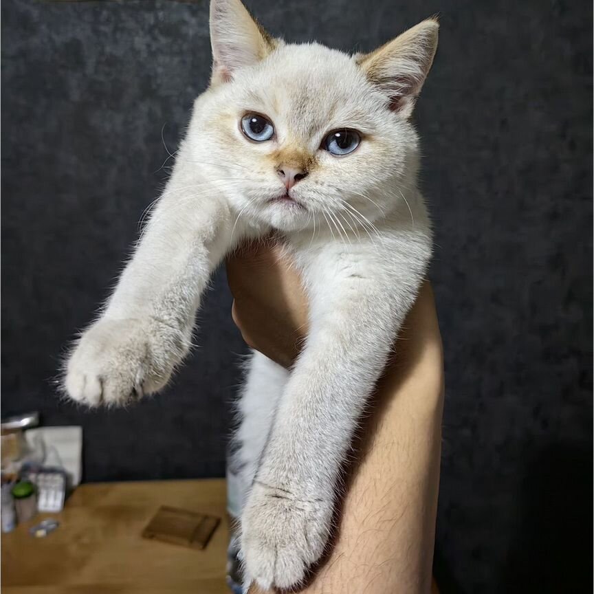 Шикарный голубоглазый кот