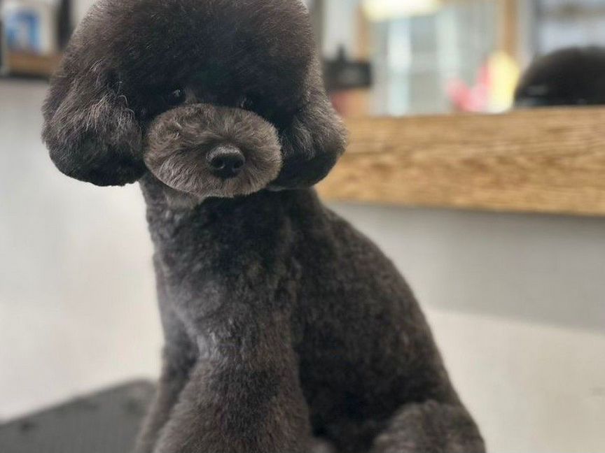 Той пудель. Вязка