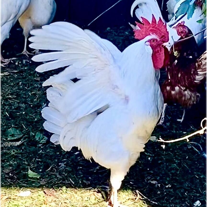 Молодые петухи