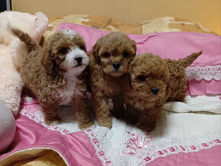 Щенки мальтипу