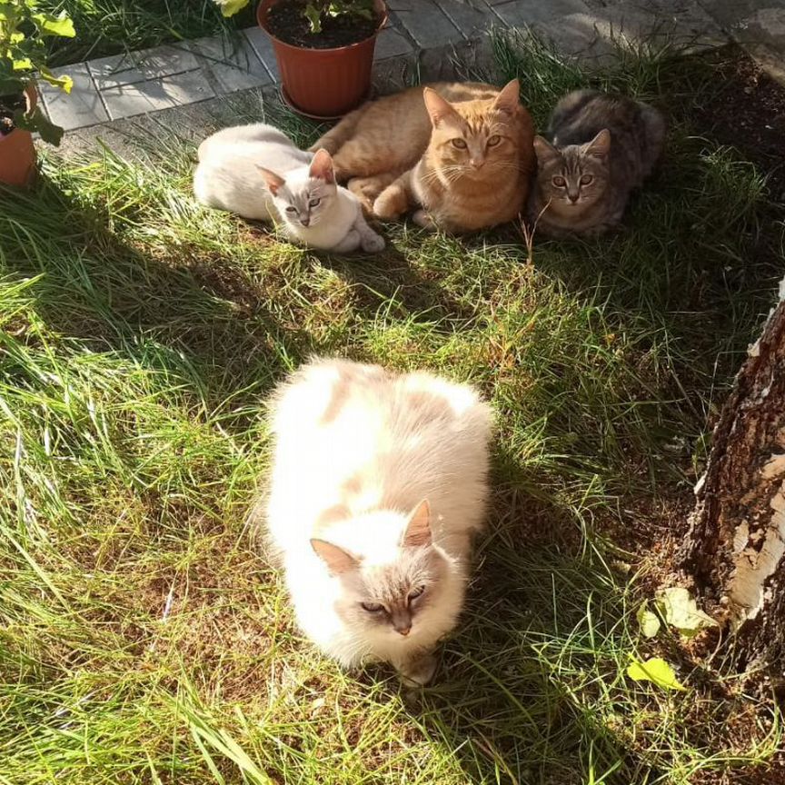 Котята и кошки и котики в добрые руки