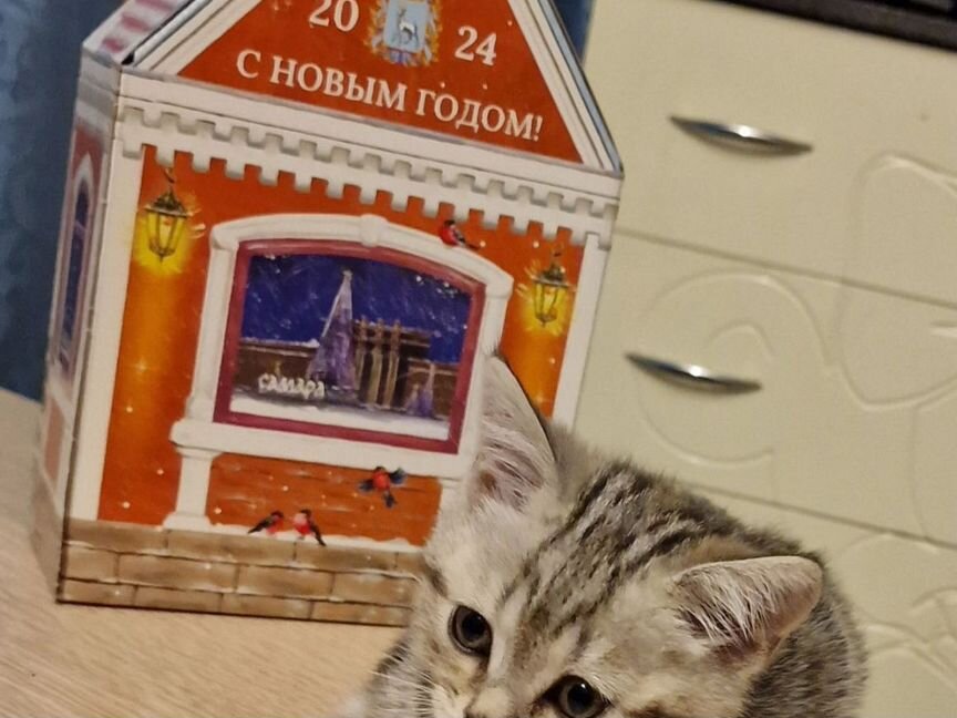 Британские котята