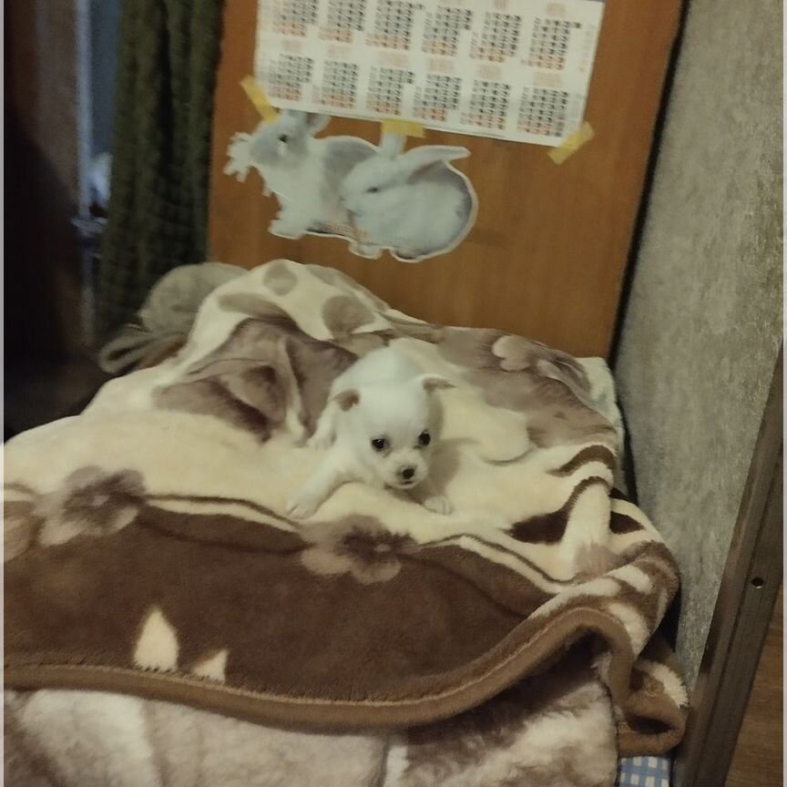 Щенок от частного владельца