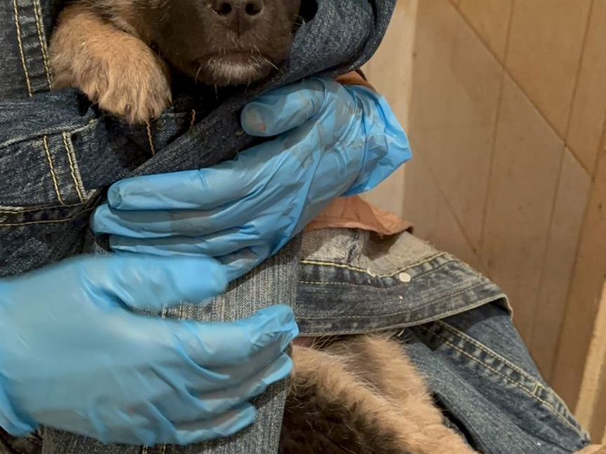 Ищет дом щенок