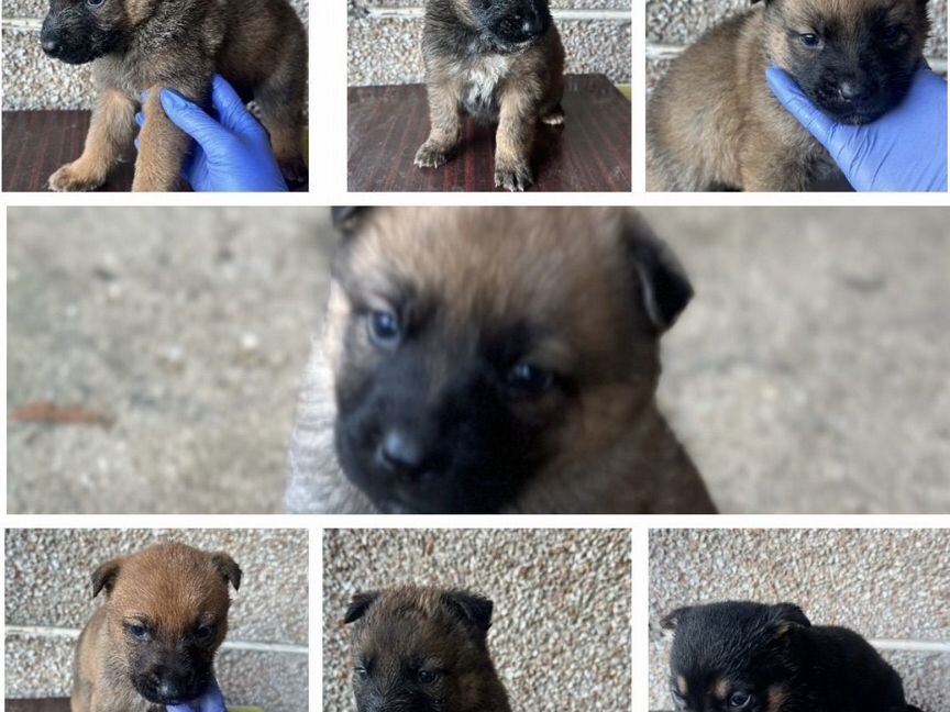 Щенки в добрые рук