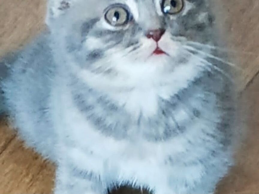 Шотландская голубая девочка