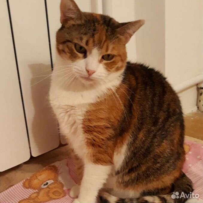 Кошка Анфиса нарядная красавица