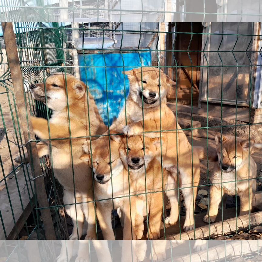 Сиба-ину, щенок