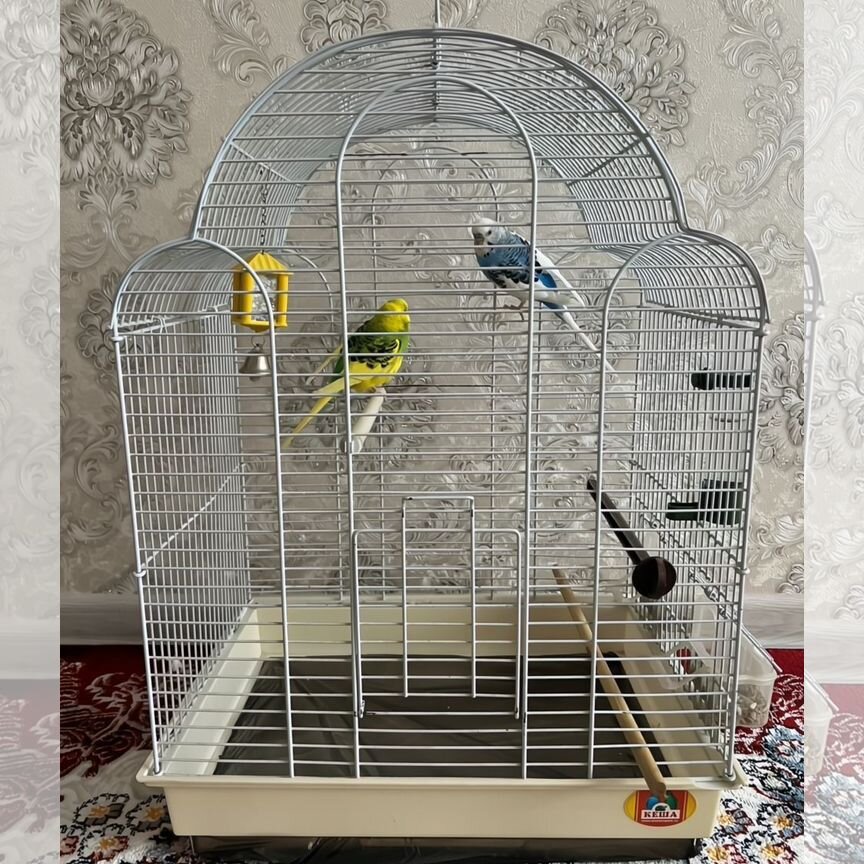 Волнистые попугаи