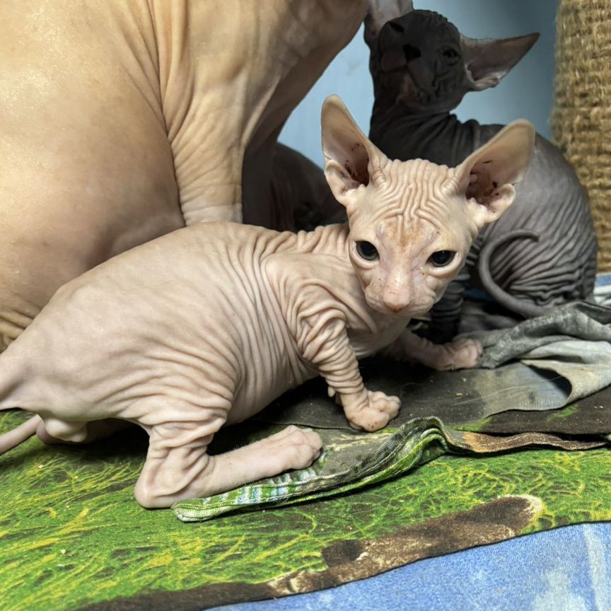 Кот мальчик сфинкс