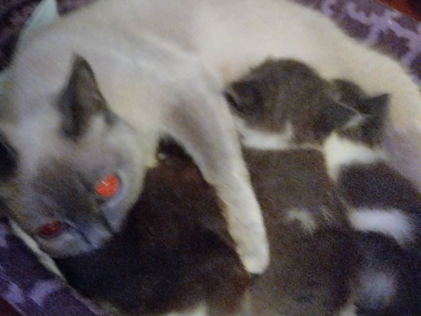 Котята в добрые руки