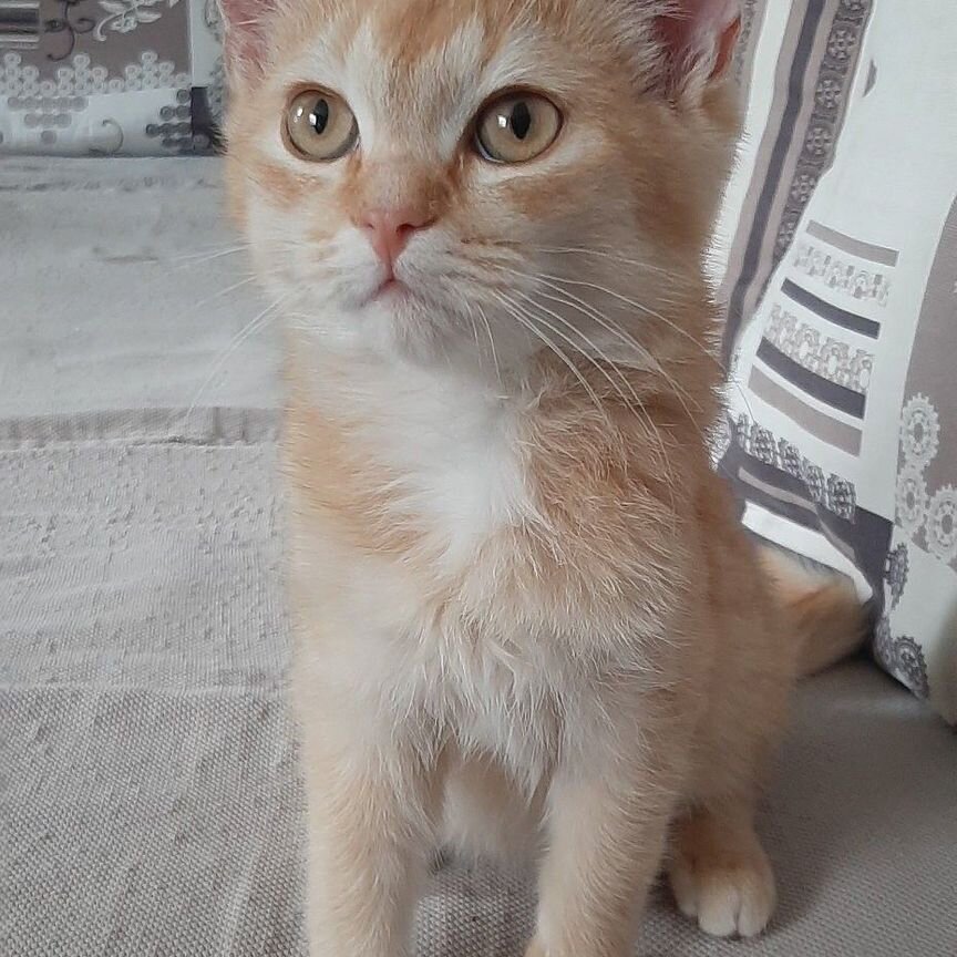 Золотой'котенок