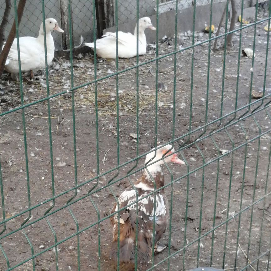Индоутка мускусная утка
