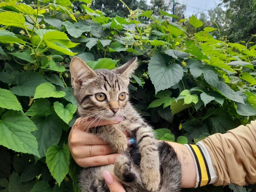 Котятки