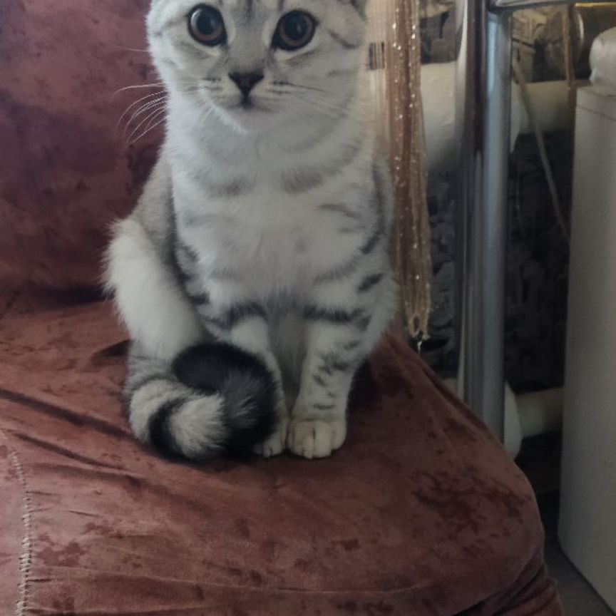 Кошка британка