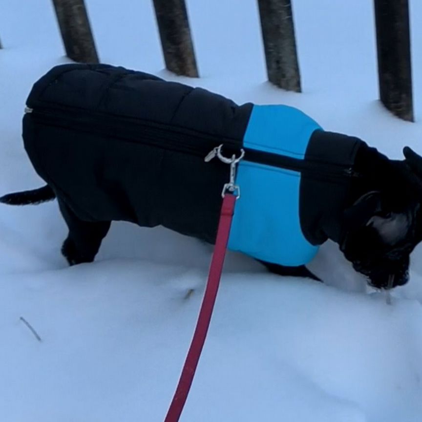 Жилет для маленькой собаки