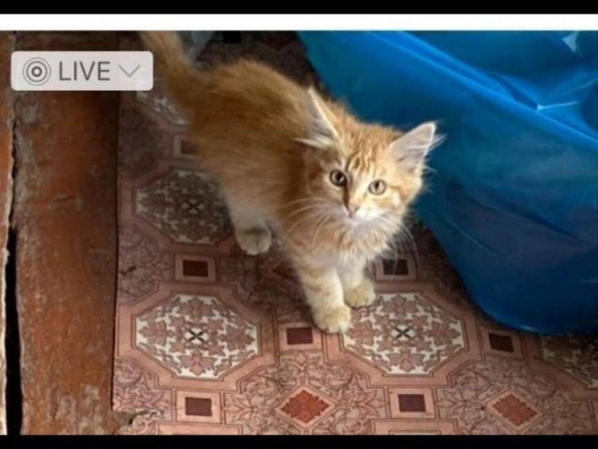 Котята чудесные в дар