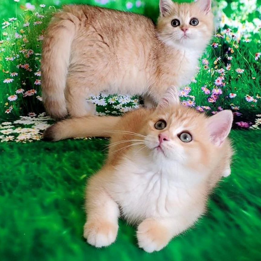 Котики золотая шиншилла пу12