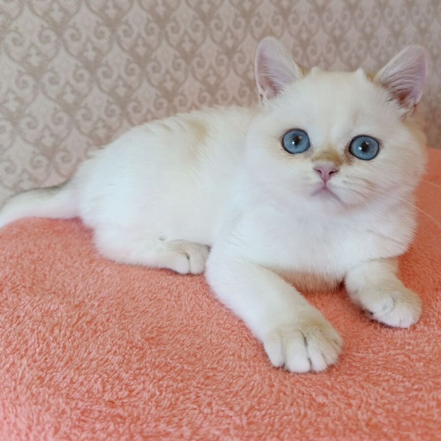 Британский короткошёрстный котёнок