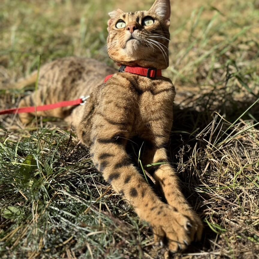 Бенгальская кошка в добрые руки