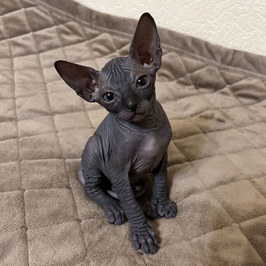 Котенок сфинкс