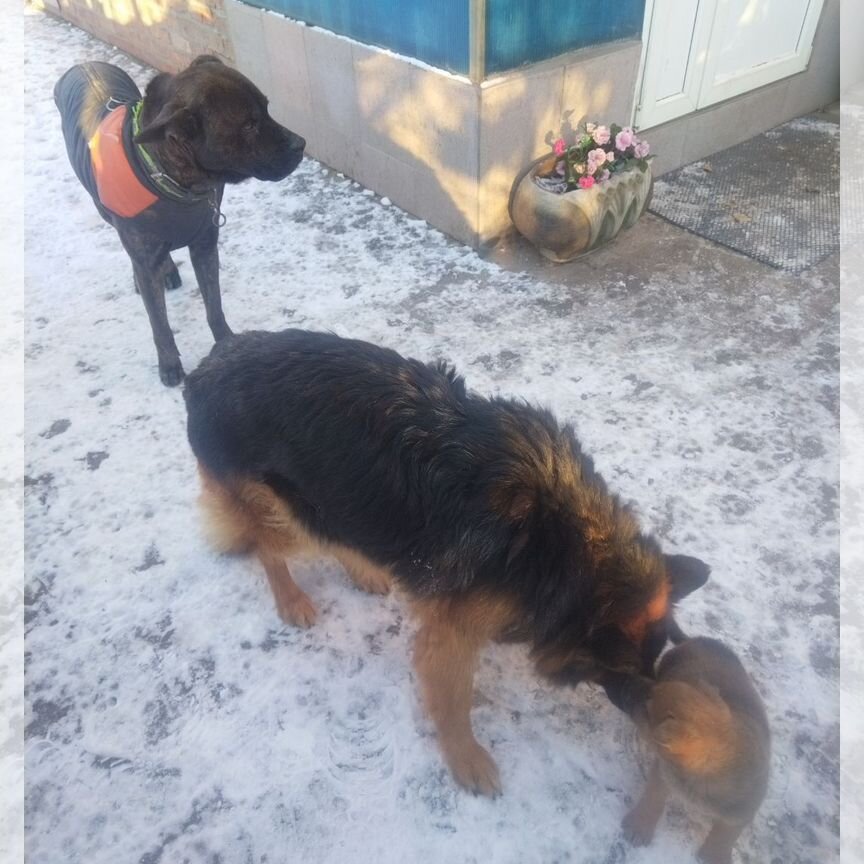 Щенок в добрые руки бесплатно