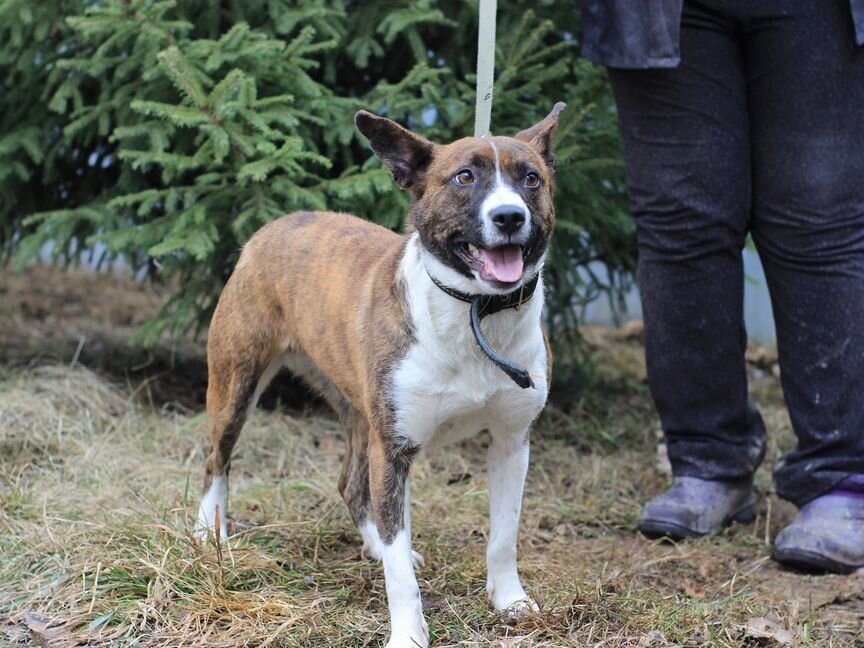 Стаффордширский терьер метис девочка из приюта