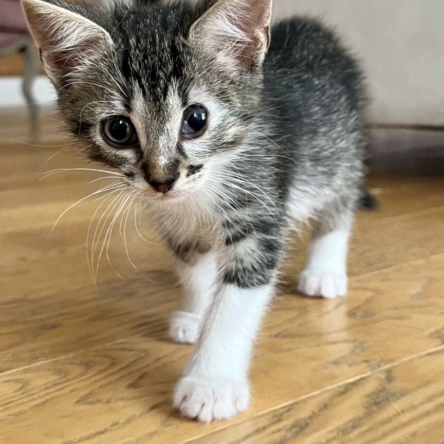 Котёнок