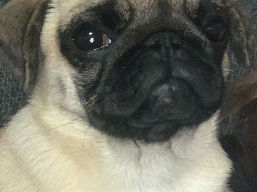 Мопс