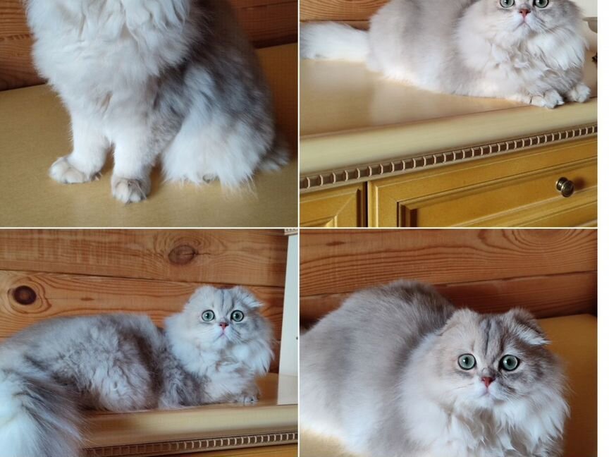 Голубое золотце котик