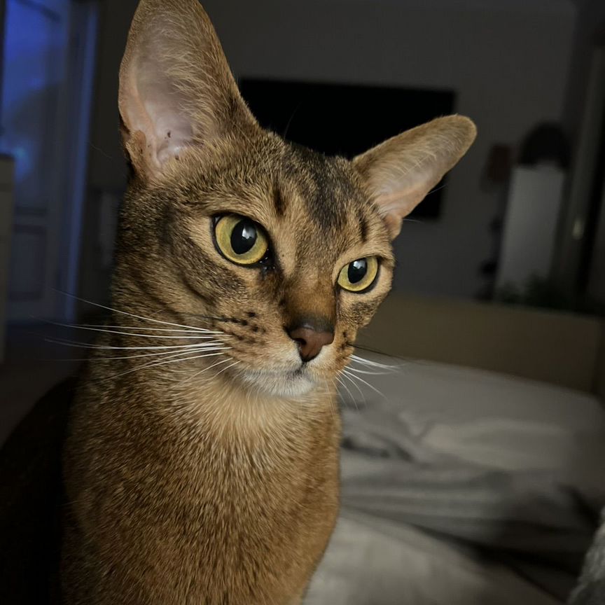 Абиссинский кот в добрые руки