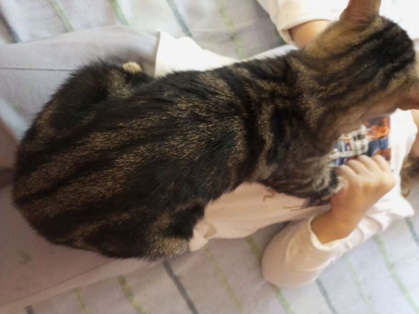 Безумно красивый котенок