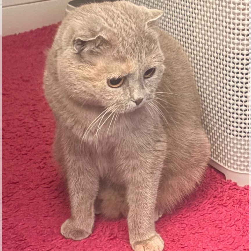 Шотландская вислоухая длинношёрстная, взрослая кошка