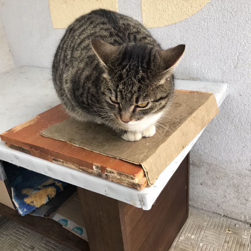 Ласковая кошечка замерзает на улице