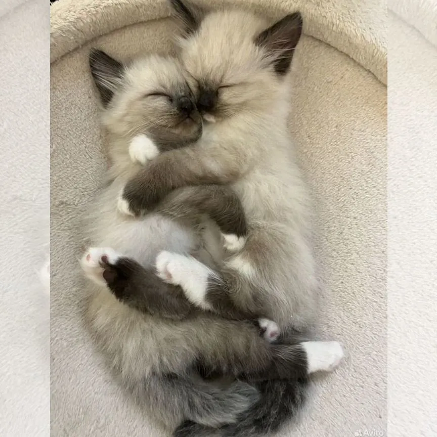 Котята рэгдолл