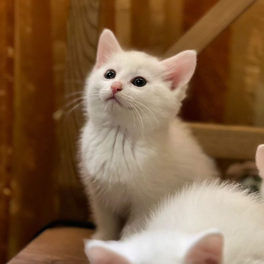 Котята в добрые, заботливые руки