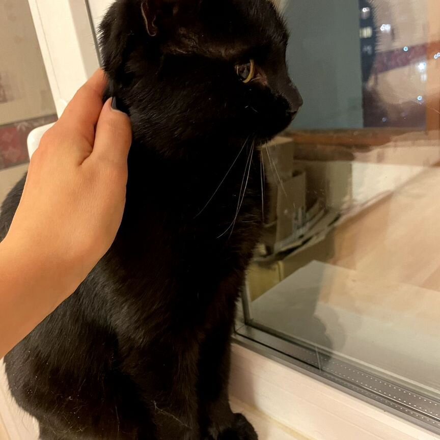 Котик ищет новый дом