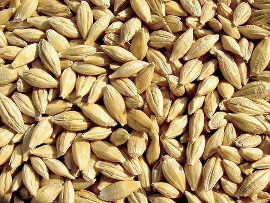 Зерно пшеница ячмень