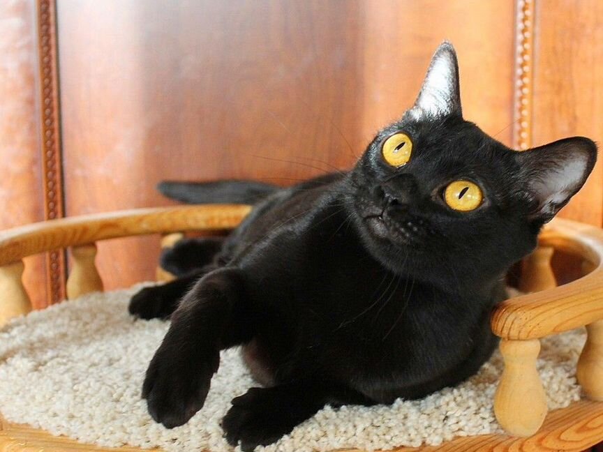 Кошечка Бомбей (ищем новый дом)